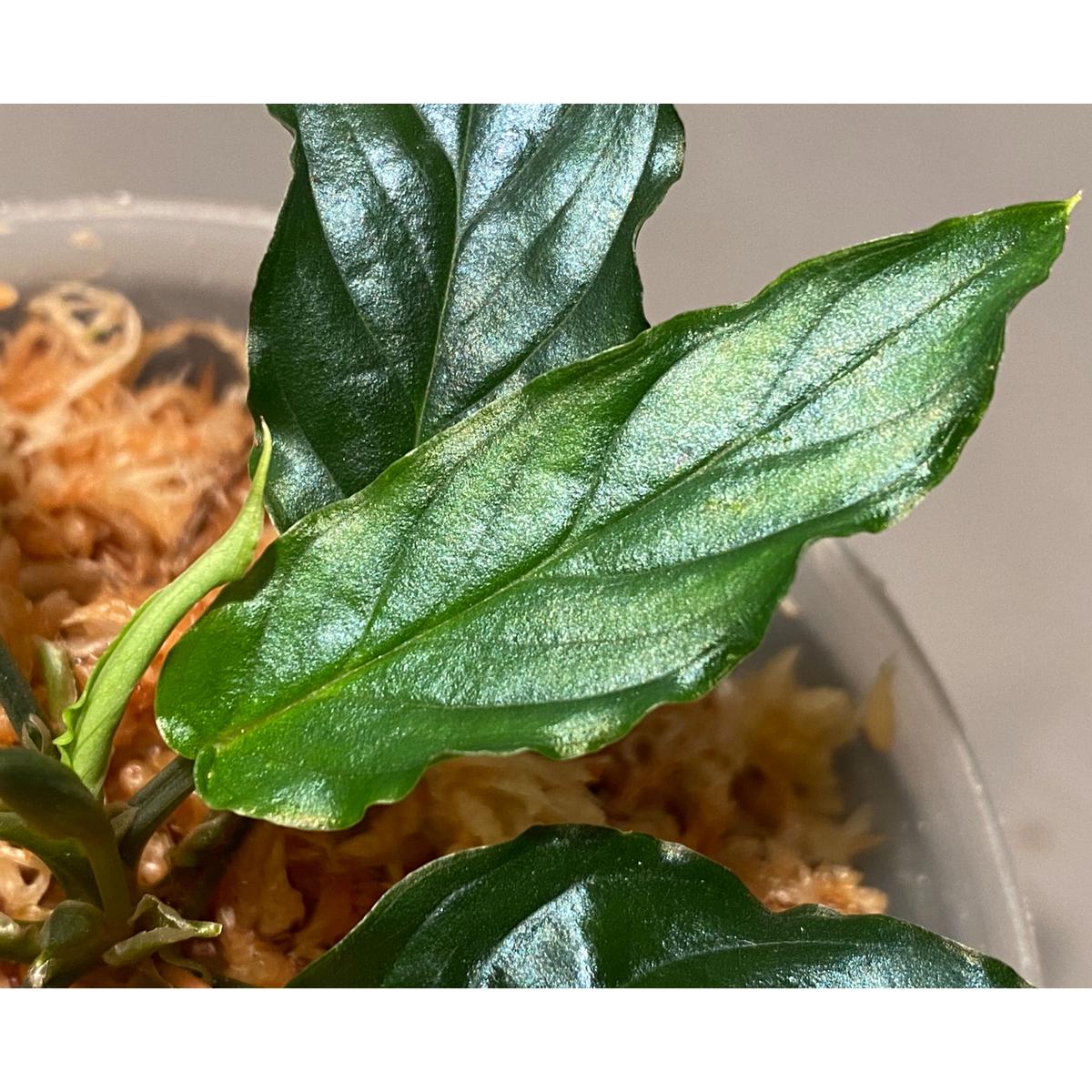 Homalomena sp. "Euclase" from Riau sumatera [LA...