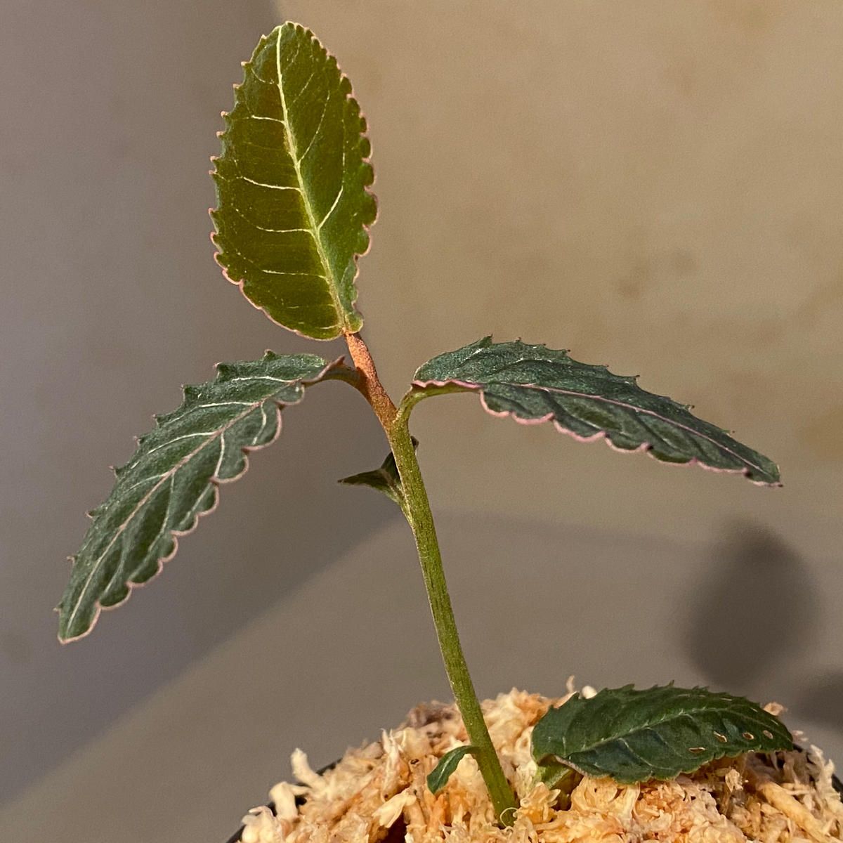 Labisia sp. from Riau Sumatera | M・R・G・R