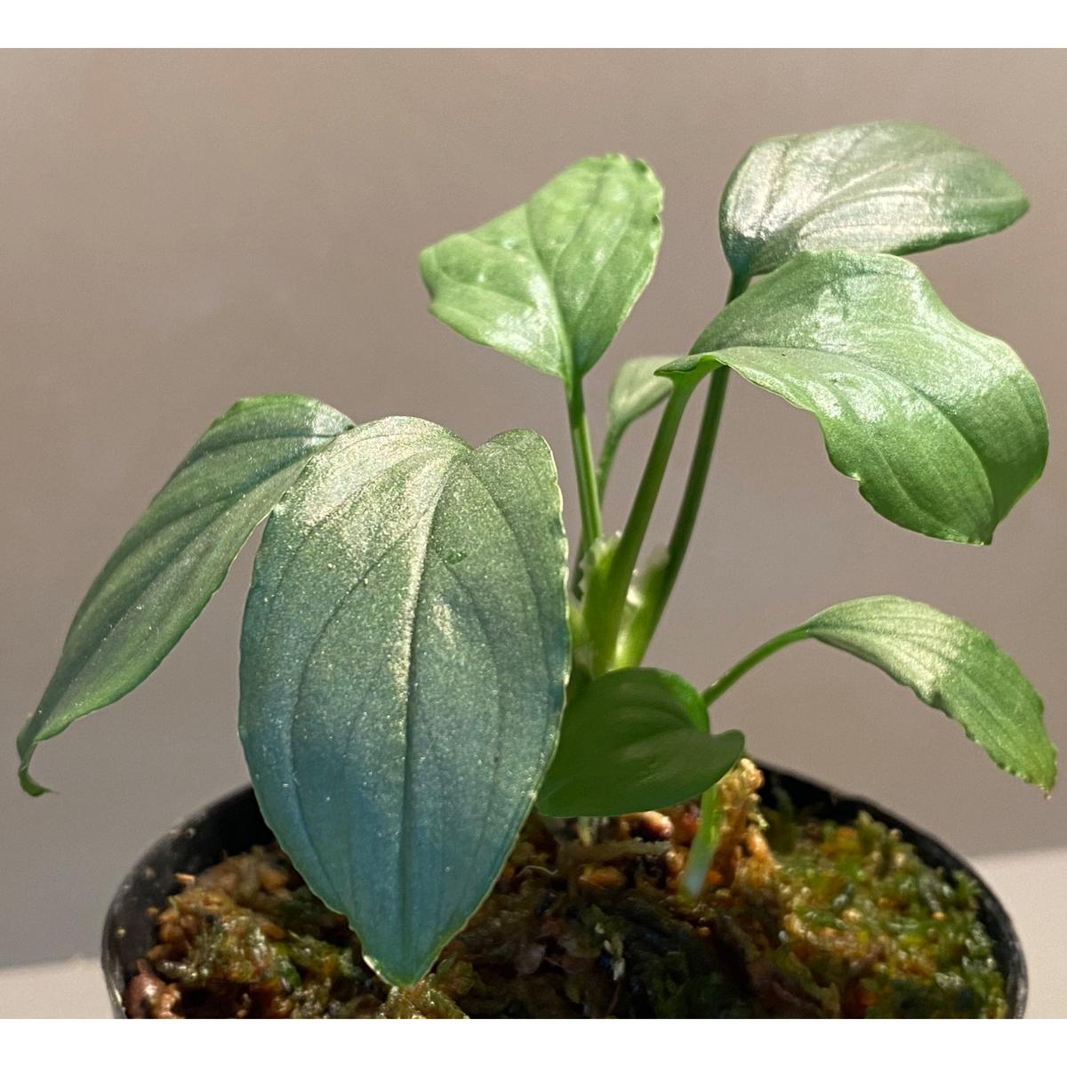 Homalomena sp. "Silver Bullet Green" from P.Lin...