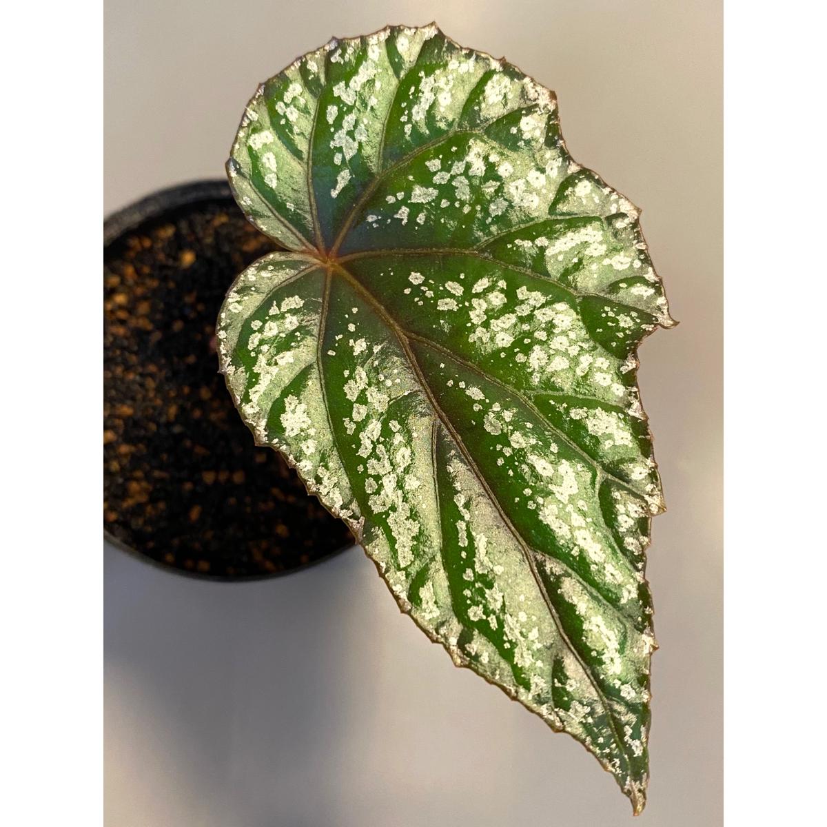 Begonia handelii var. prostrata from Viet Nam