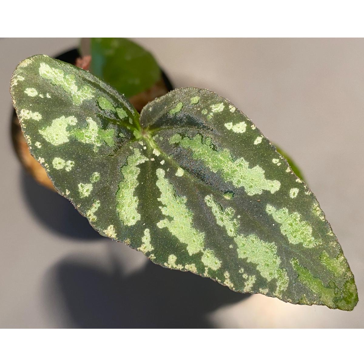 Begonia Variabilis from Dabong [TK150717] | M・R...