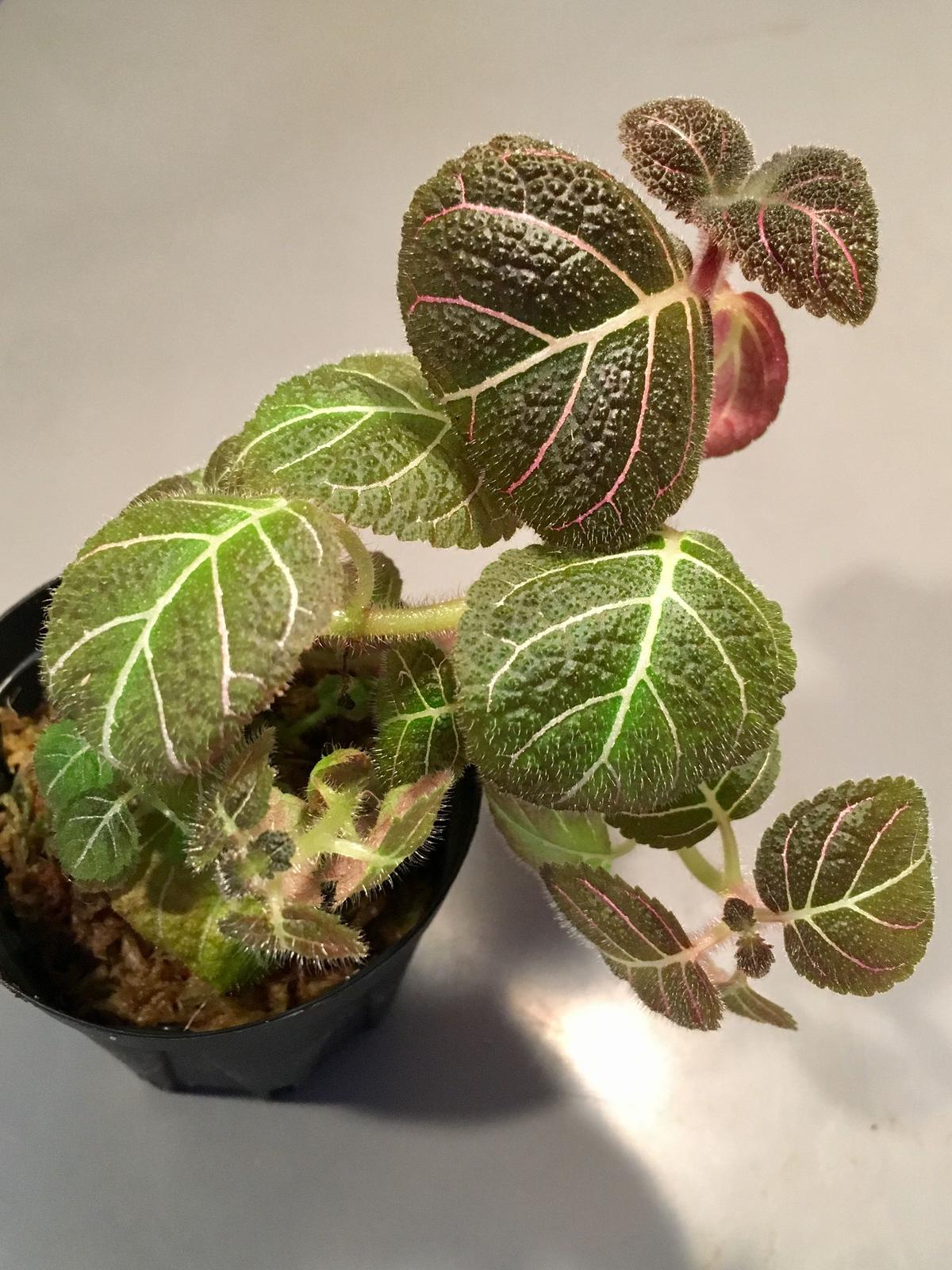 Pearcea hypocyrtiflora from South America | M・R...