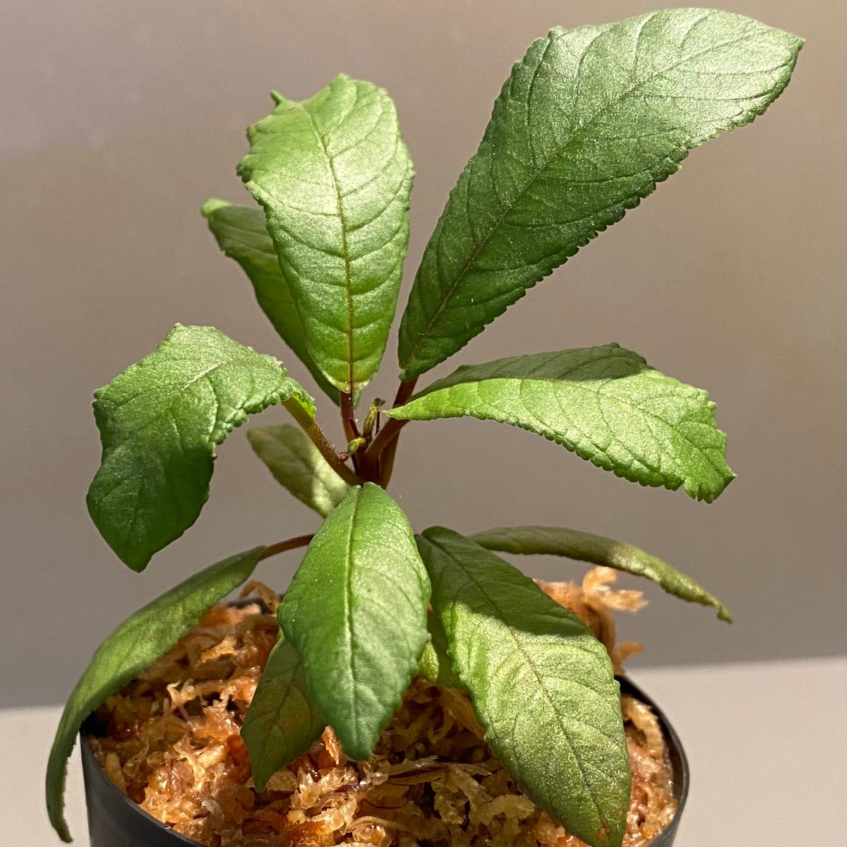 Codonoboea sp. from Pulau Linga [KN] | M・R・G・R