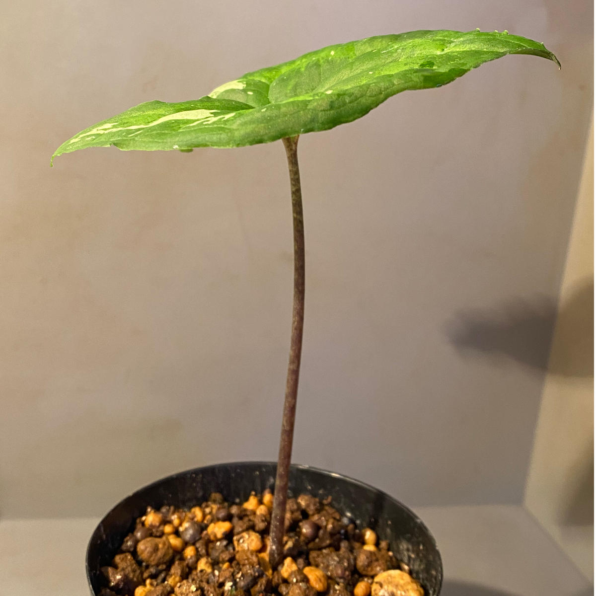 Ulearum donburnsii | M・R・G・R