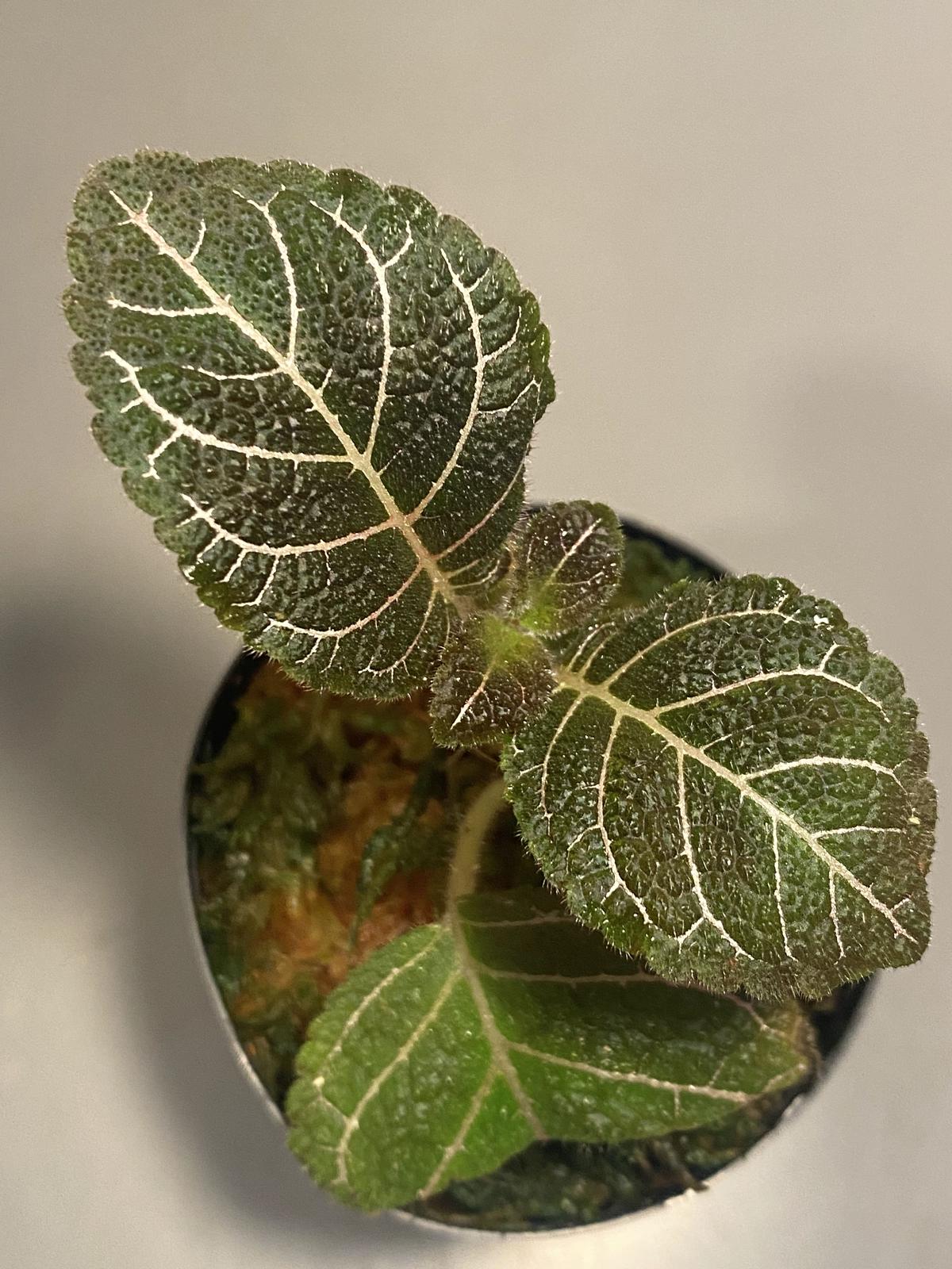 Pearcea hypocyrtiflora from South America | M・R...