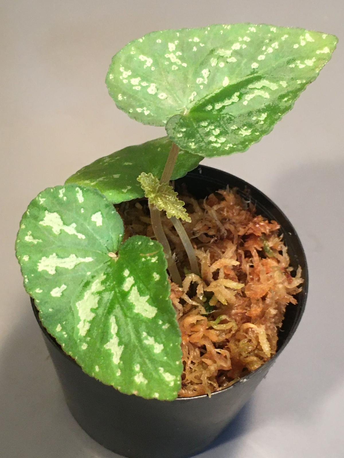 Begonia variabilis from Dabong [TK150717] | M・R...