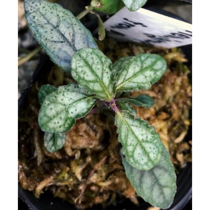 Hemigraphis sp. from Mindanao | M・R・G・R