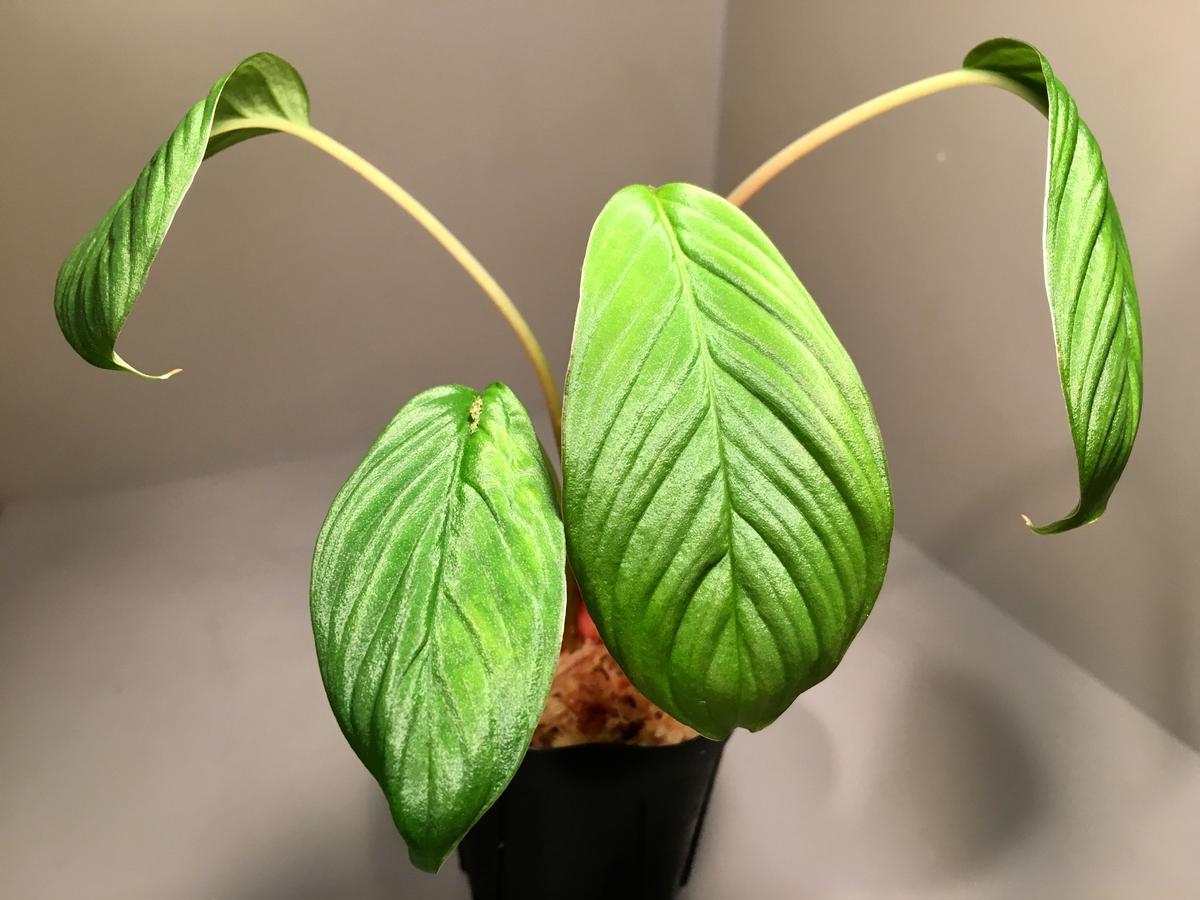 Homalomena sp. from Padang Sumatera [LA0117-02...