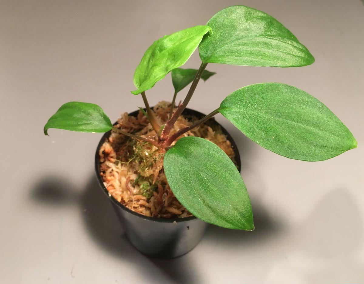 Homalomena sp. from Ranau [TK210217] | M・R・G・R