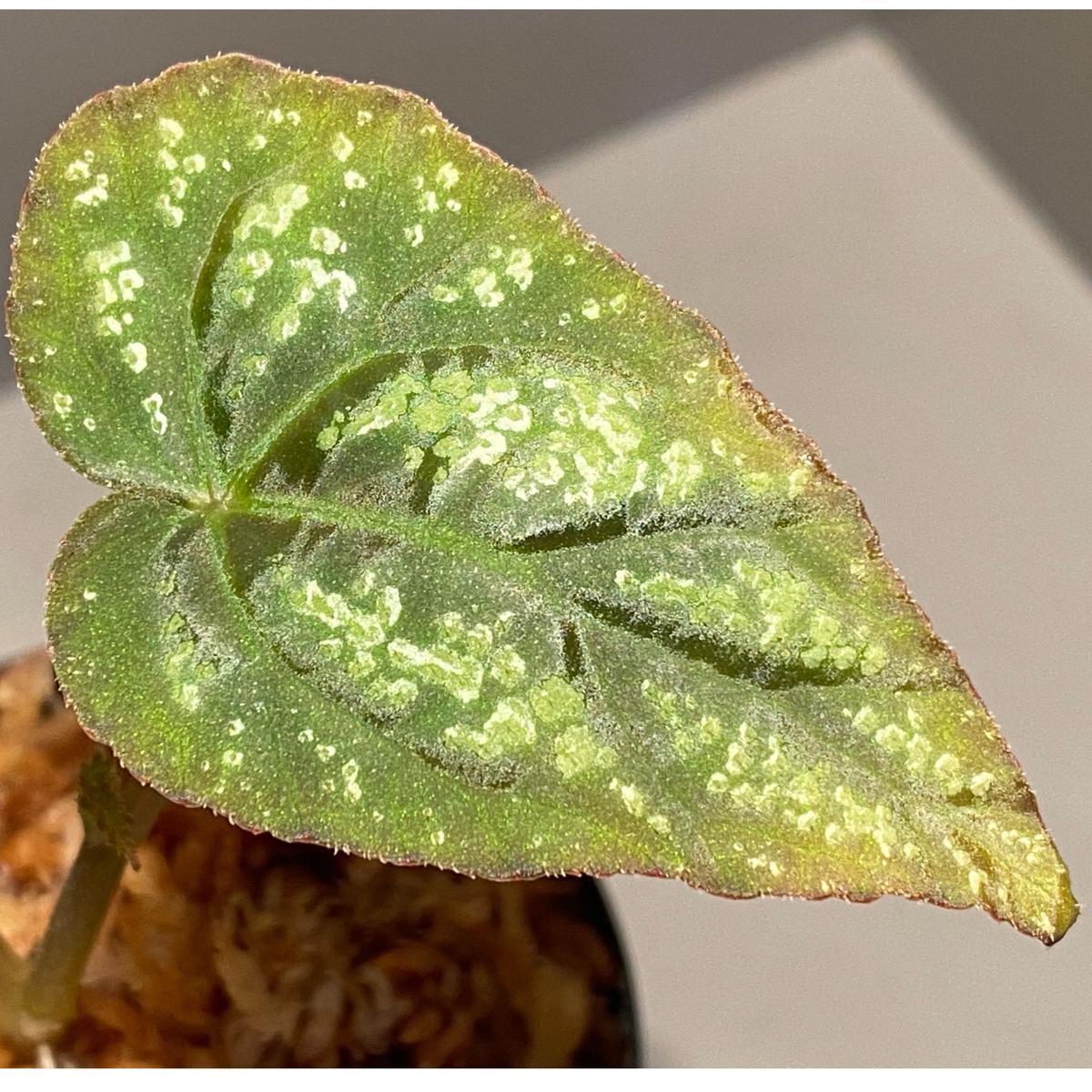 Begonia variabilis from Dabong [TK150717] | M・R...