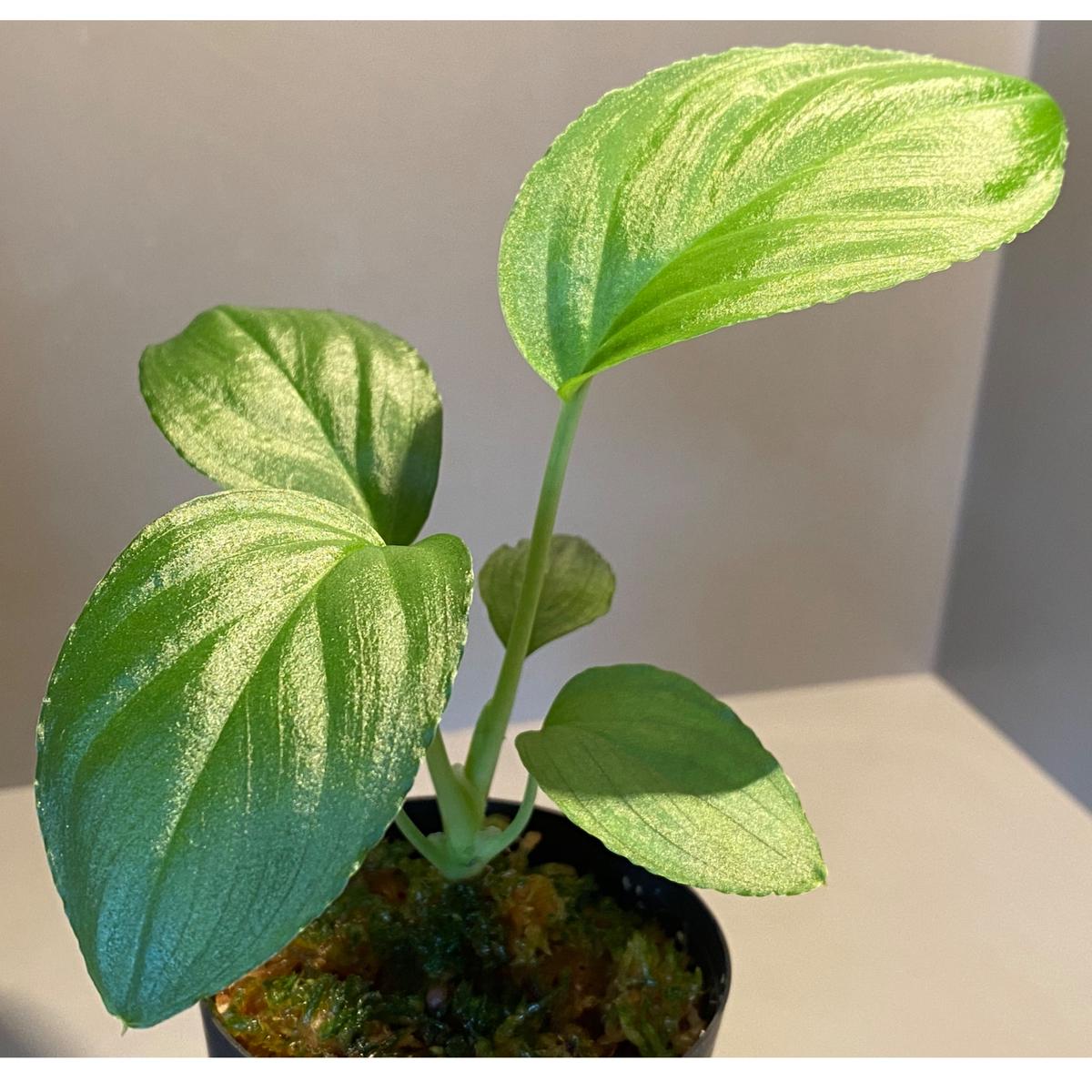 Homalomena sp. "Emerald Silver × ?" wf1 from Ke...