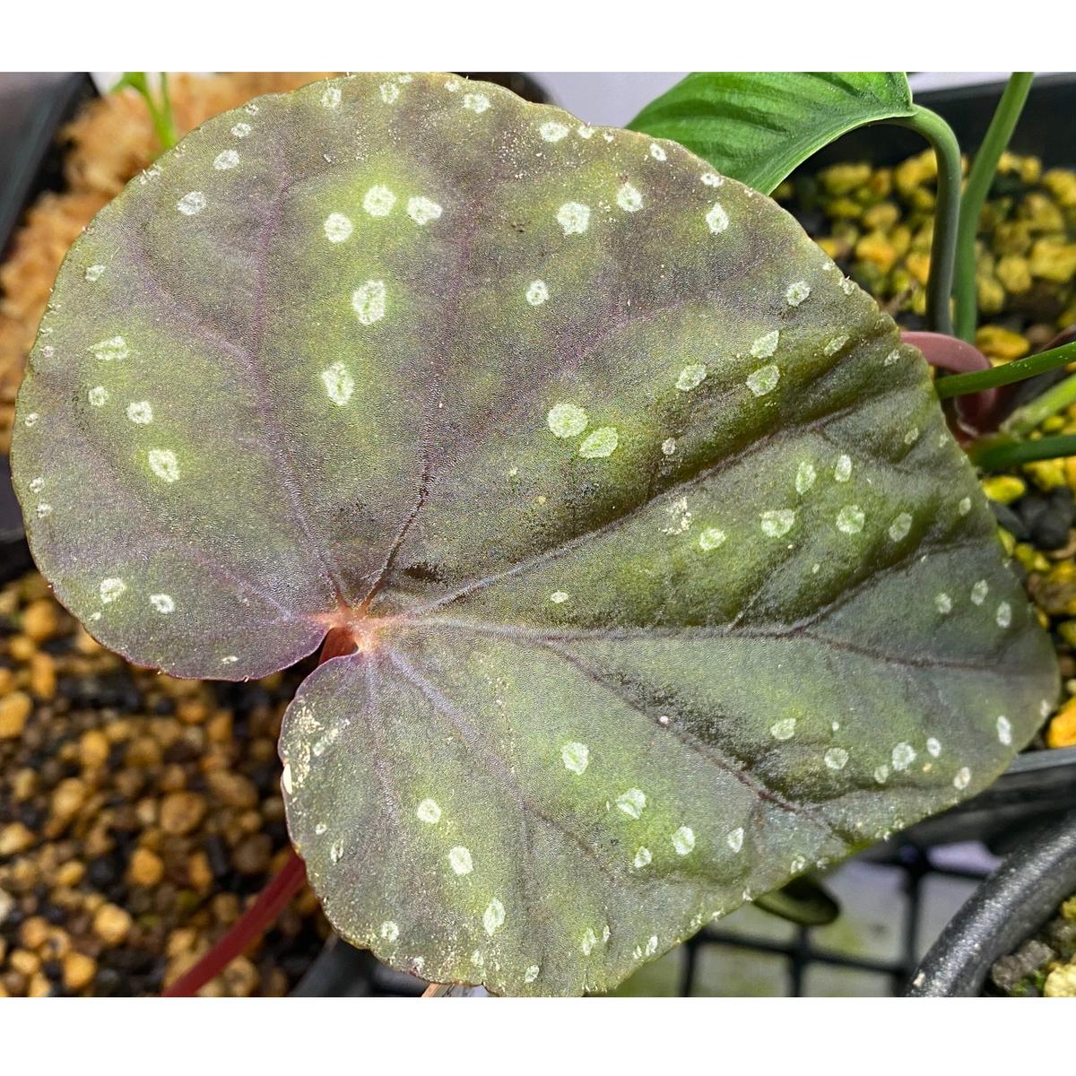 Begonia integrifolia from Satun Thailand | M・R・G・R