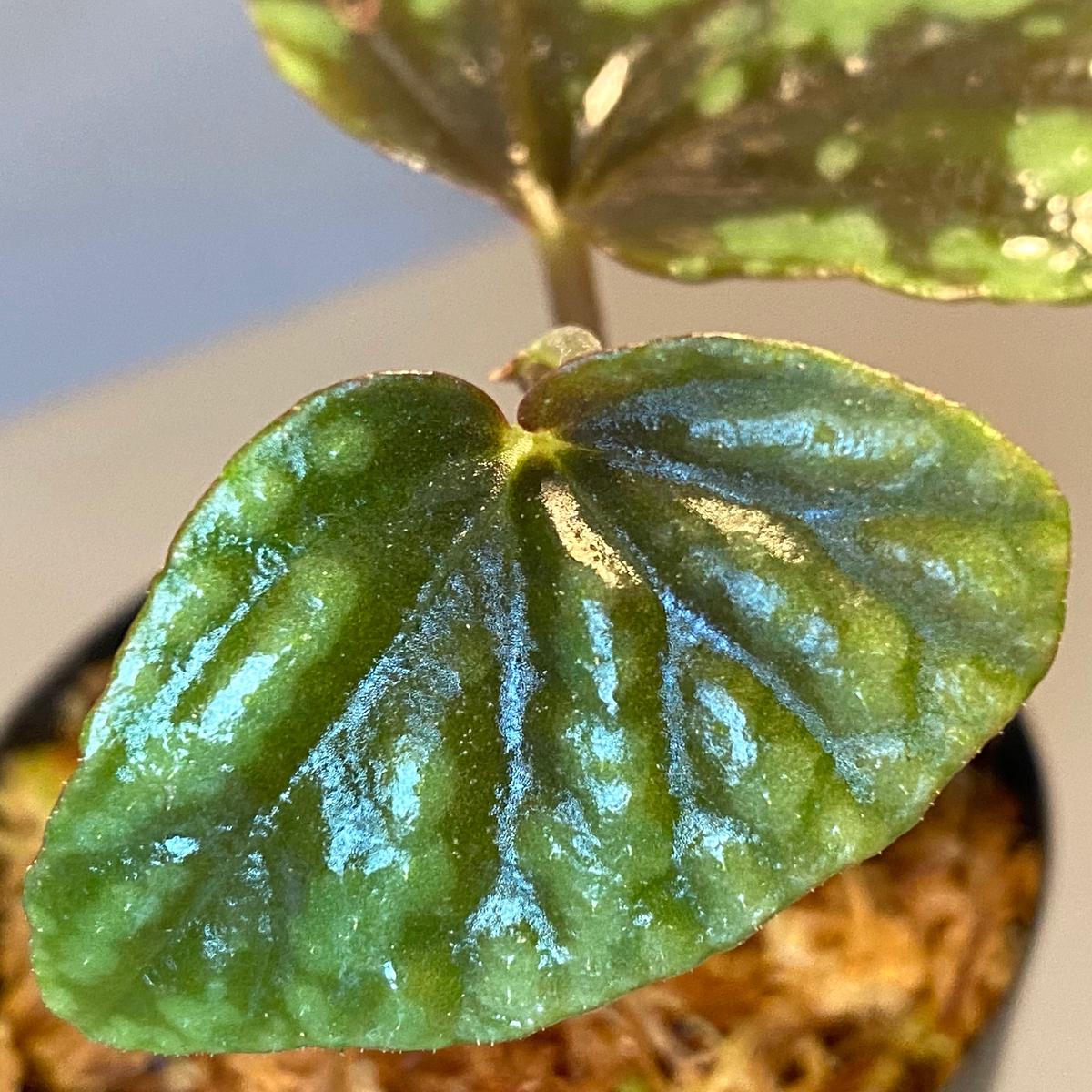 Begonia Variabilis [TK260915] | M・R・G・R