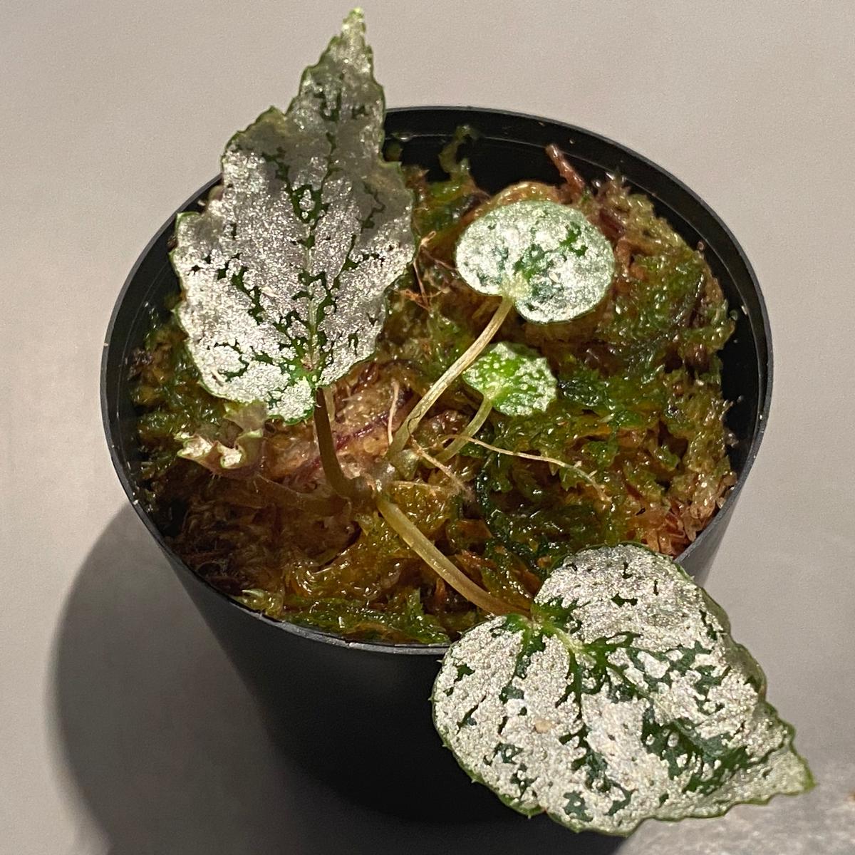 Begonia formosana from Taiwan | M・R・G・R