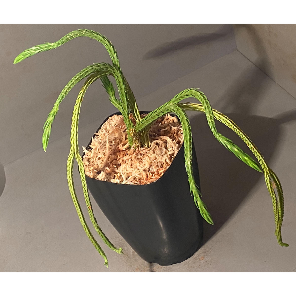 Phlegmariurus carinatus from Aimas, Sorong, Wes...