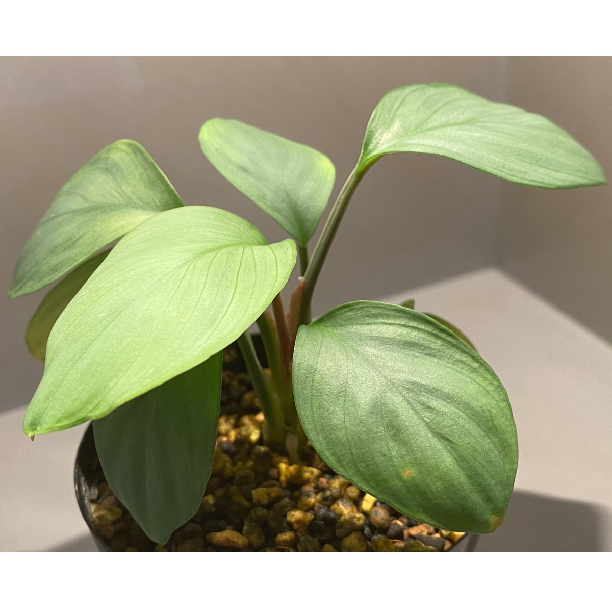 Homalomena sp. Aceh Silver from Aceh sumatera