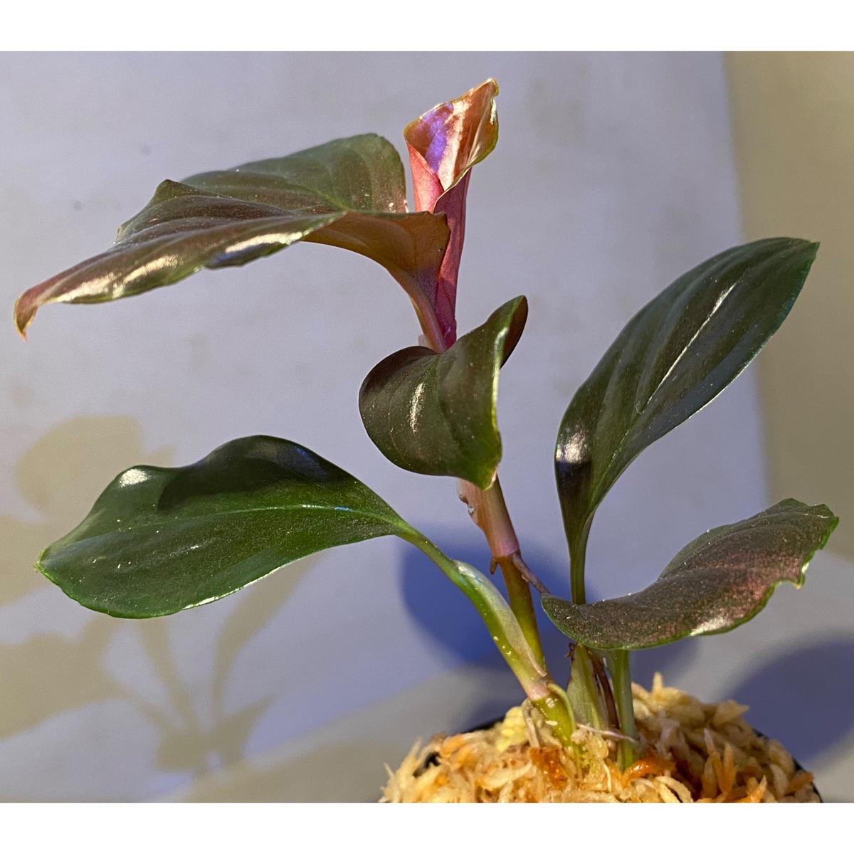 Rhodospatha sp. from Ecuador [tanakay] | M・R・G・R