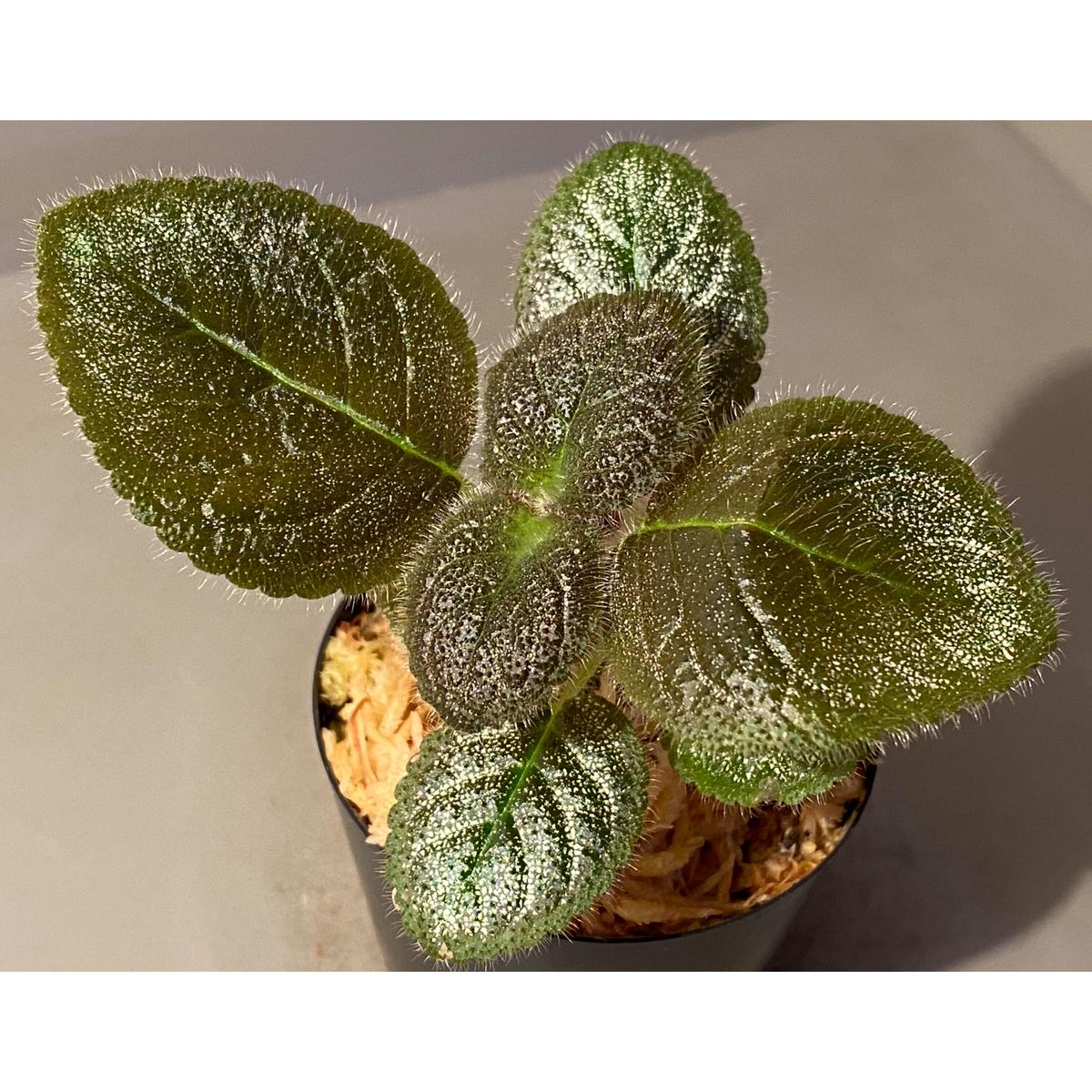 Gesneriaceae, Episcia lilacina from Colombia 20...