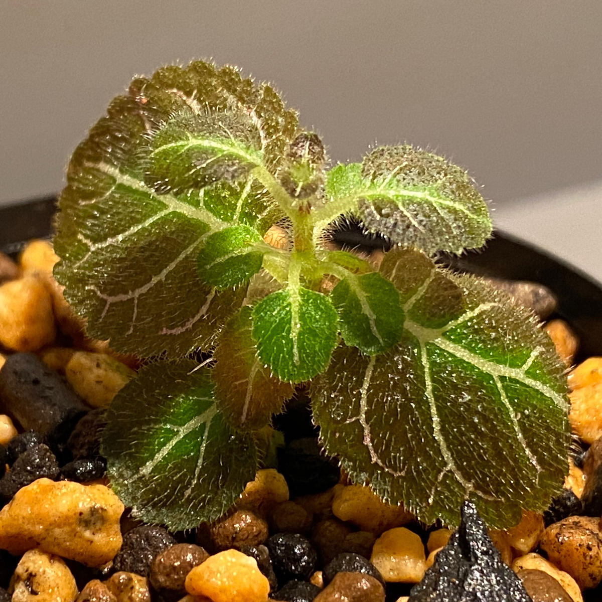 Pearcea hypocyrtiflora from South America | M・R...