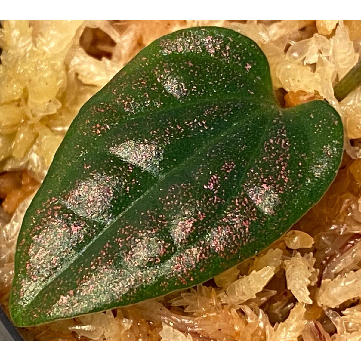 Piper sp. Miao "Arunachal Pradesh" INDIA [ID]