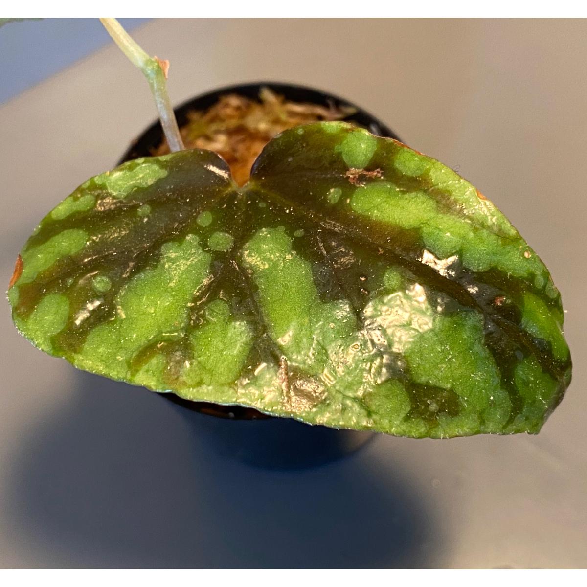 Begonia Variabilis [TK260915] | M・R・G・R