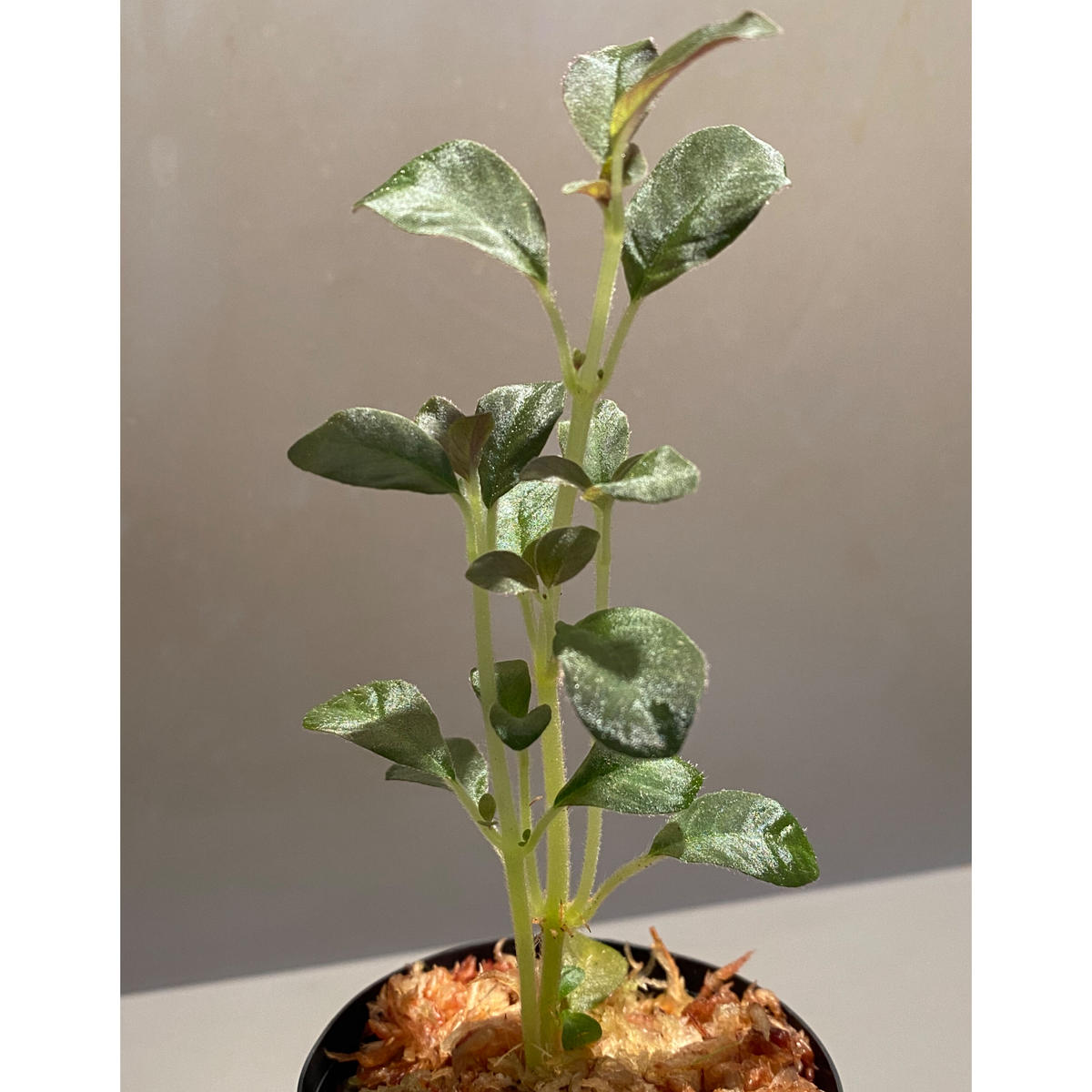 Codonoboea cf. pumila from Padang sumatera [LA1...