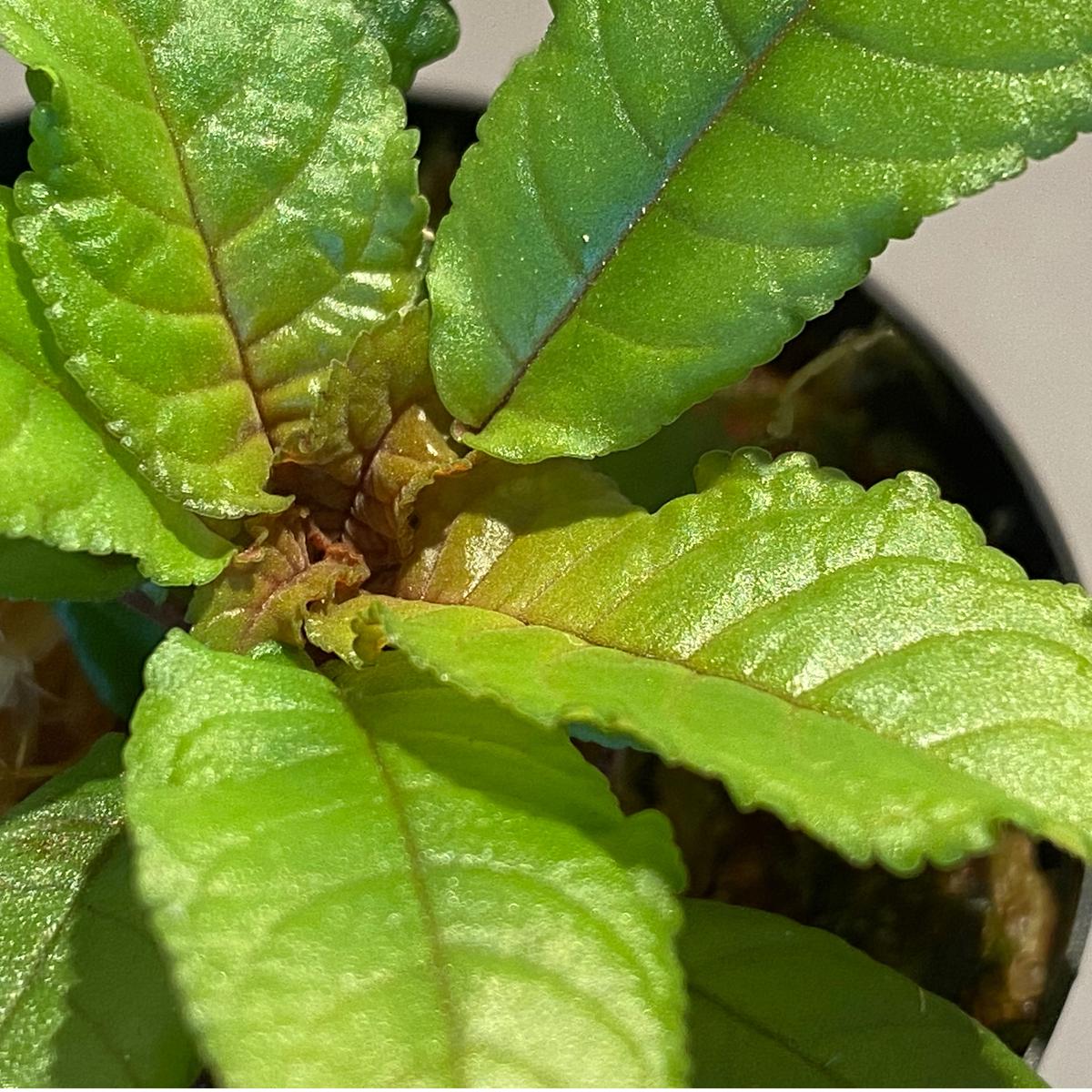 Codonoboea sp. from Pulau Linga [KN] | M・R・G・R