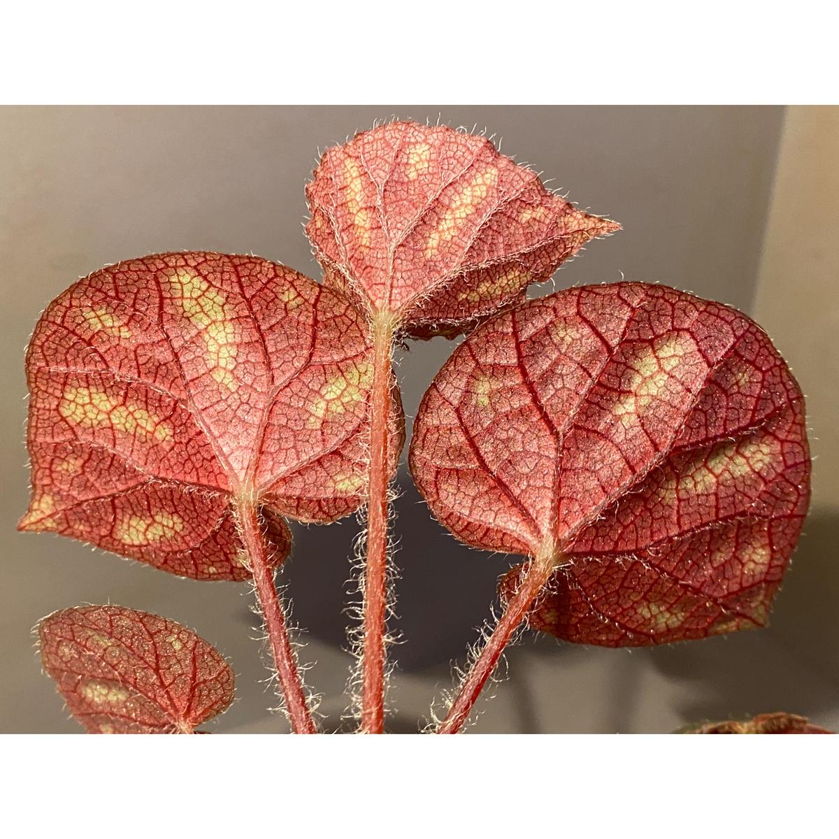 Begonia sp. from Cao Bang [YH251019] TK | M・R・G・R