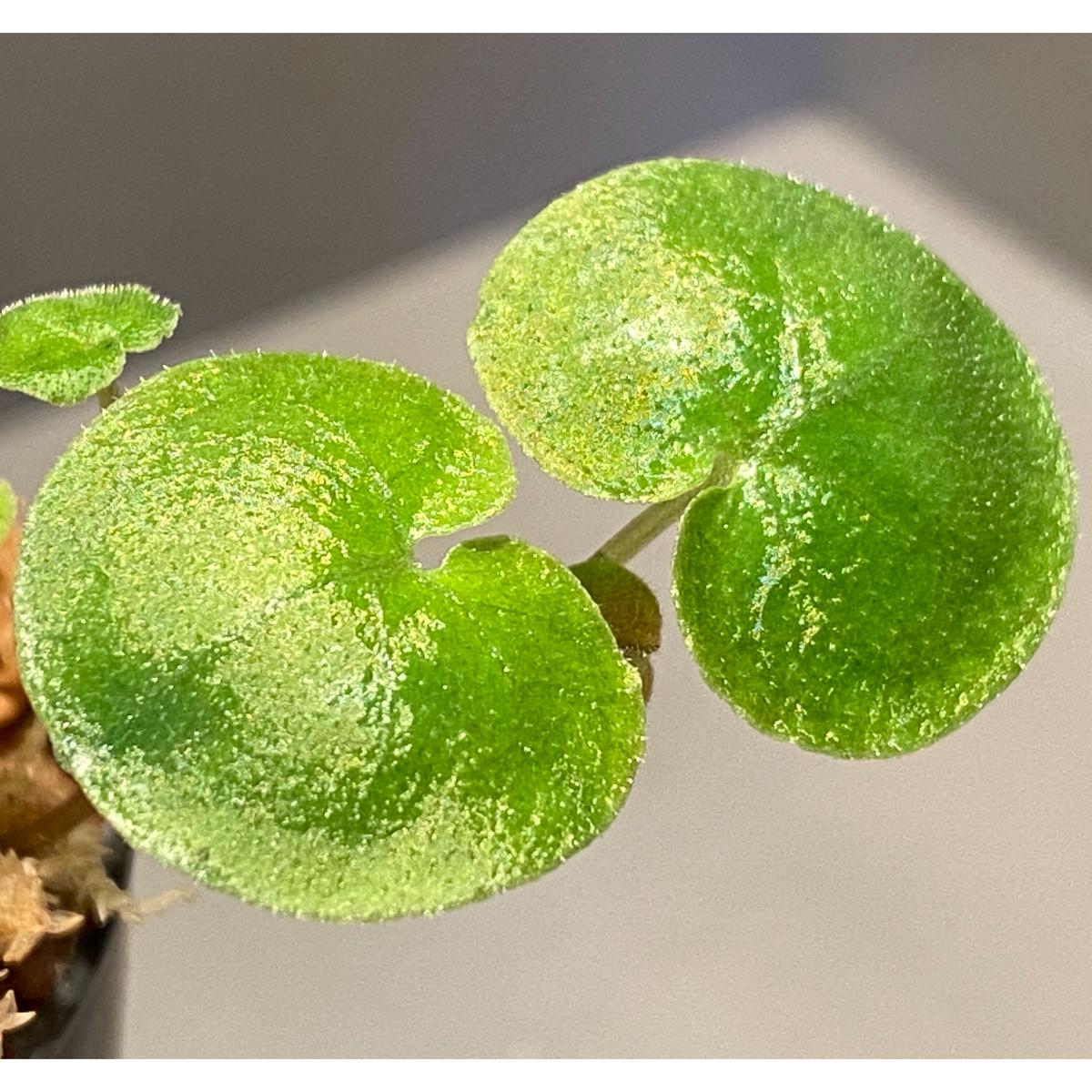 Geophila repens from Iquitos Peru [tanakay] | M...
