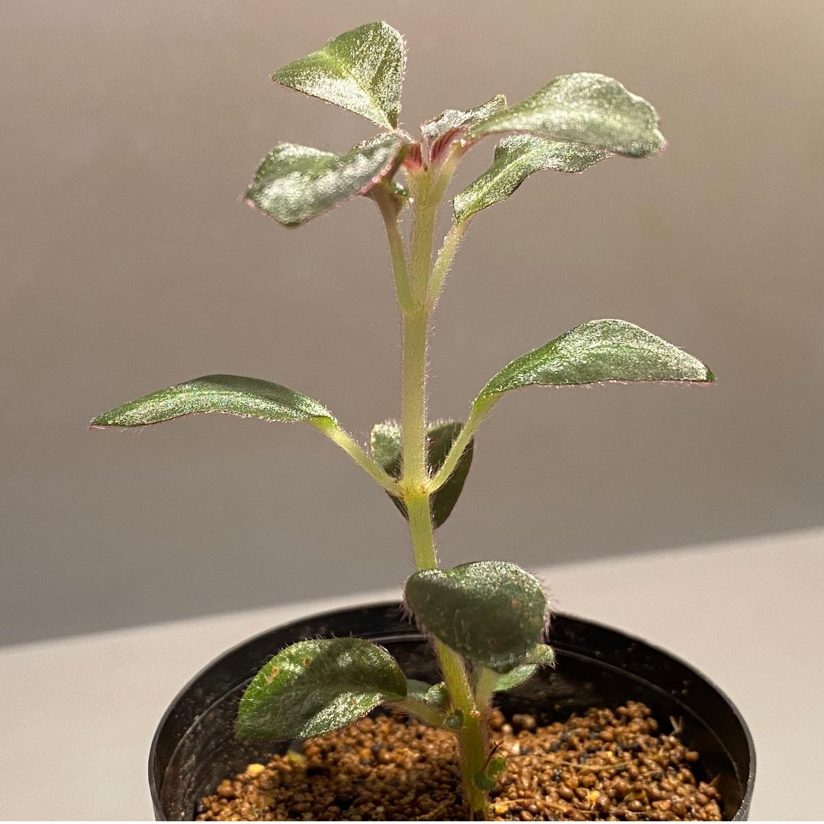 Codonoboea cf. pumila from Padang sumatera [LA1...