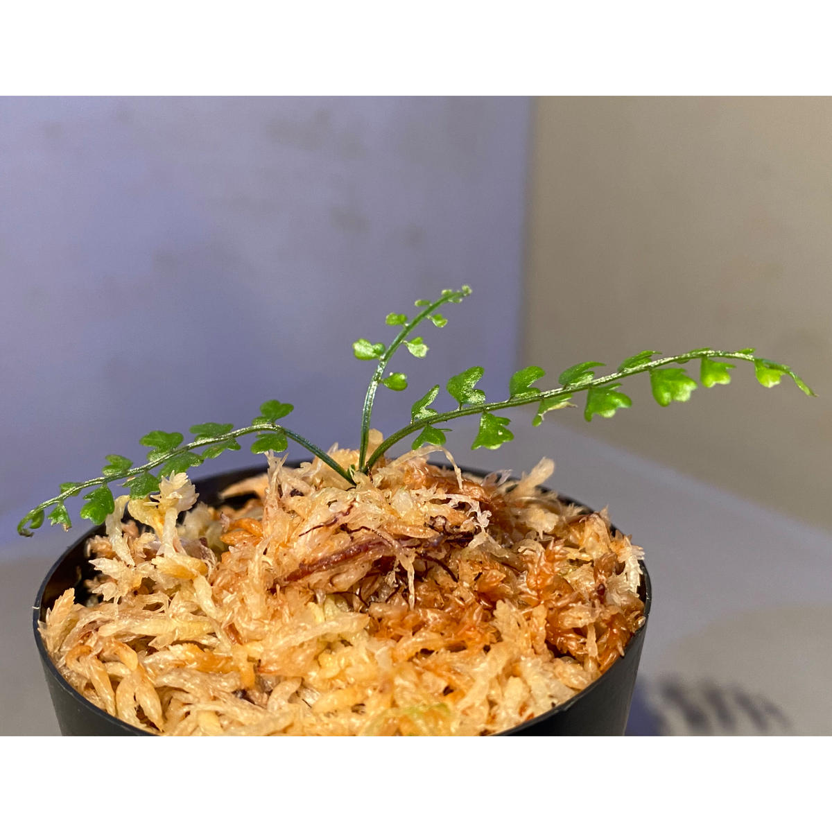 Asplenium quitense from Ecuador 東京ドームらん展購入増殖株