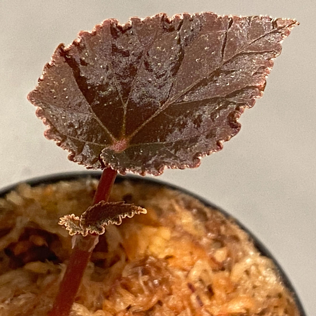 Begonia integrifolia from Satun Thailand | M・R・G・R