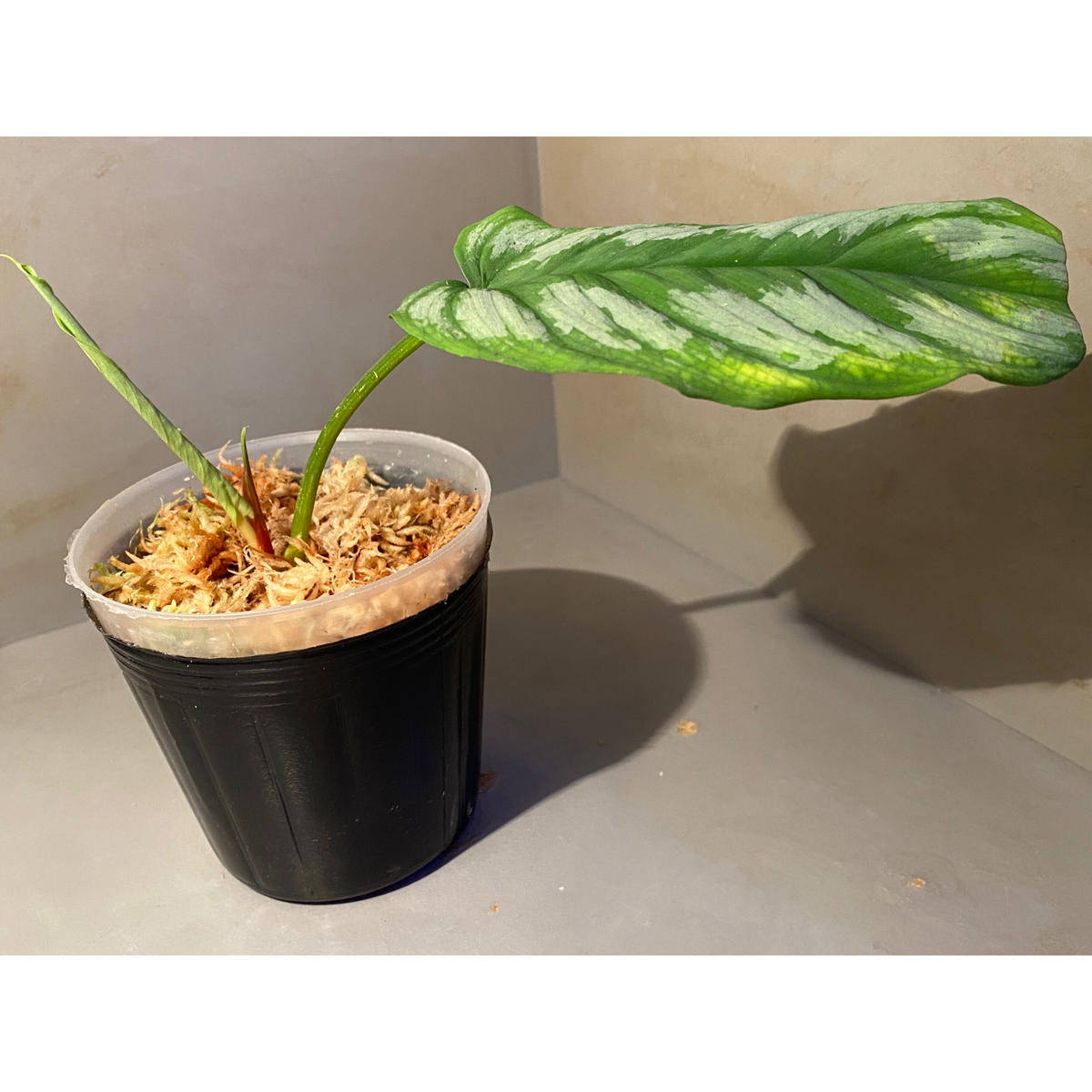 Homalomena sp. from Riau sumatera [LA1119-02]