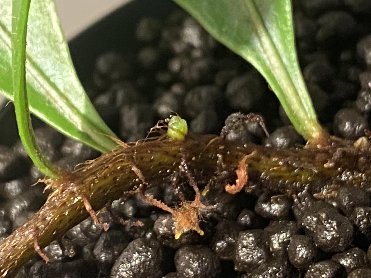 Microgramma nitida 伊藤蟻植物農園 | M・R・G・R