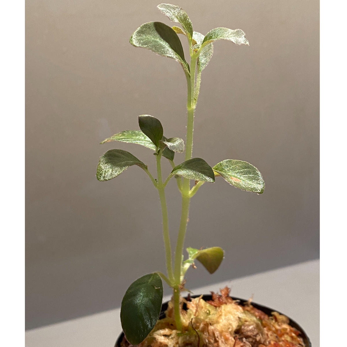 Codonoboea cf. pumila from Padang sumatera [LA1...