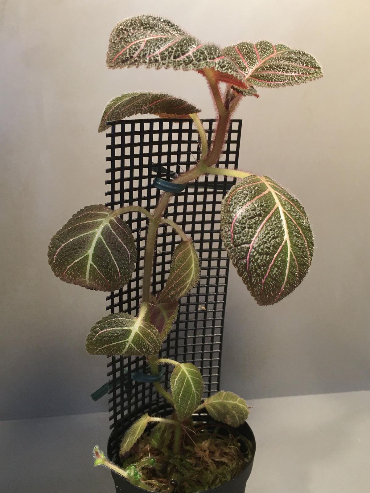 Pearcea hypocyrtiflora from South America | M・R...