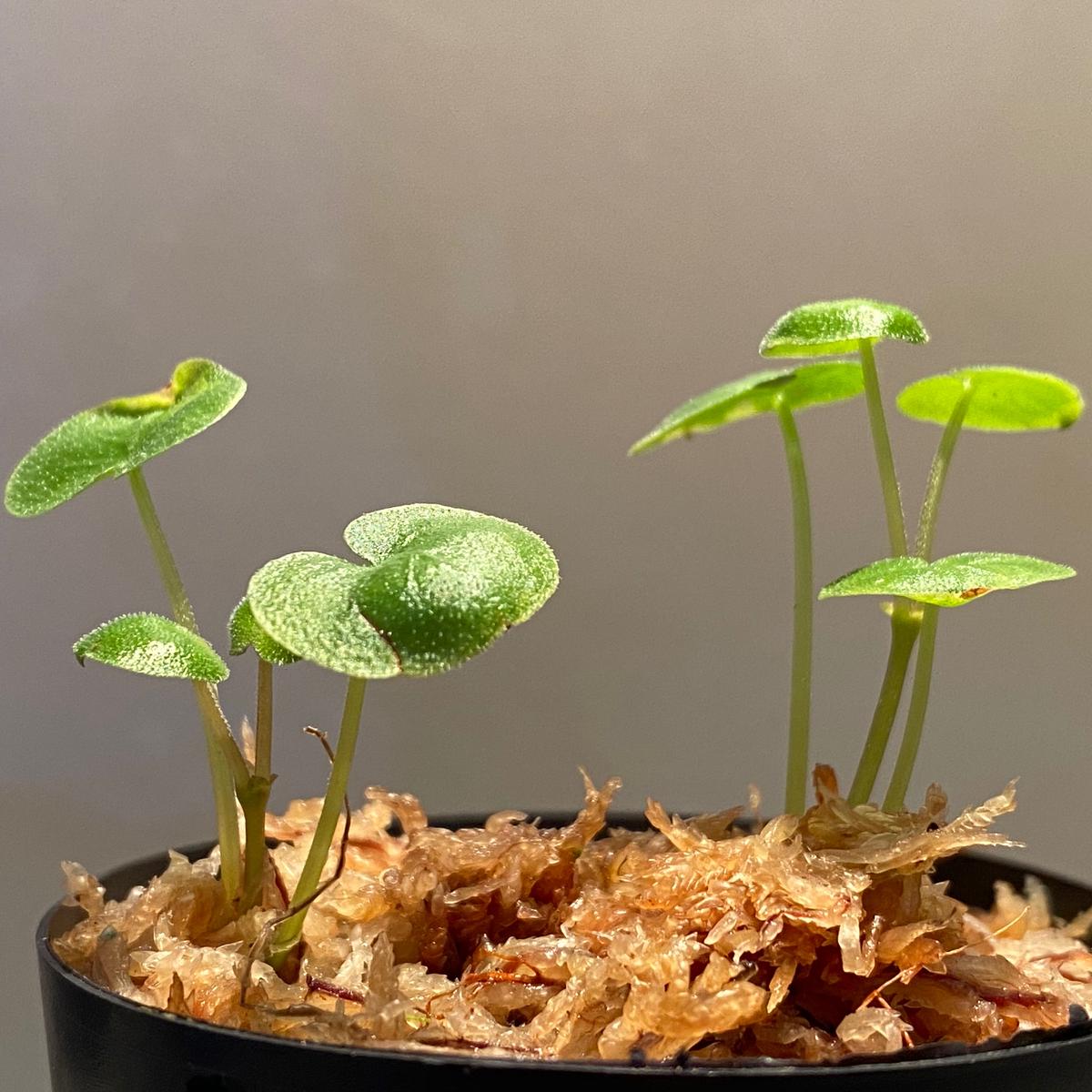 Geophila repens from Iquitos Peru [tanakay] | M...