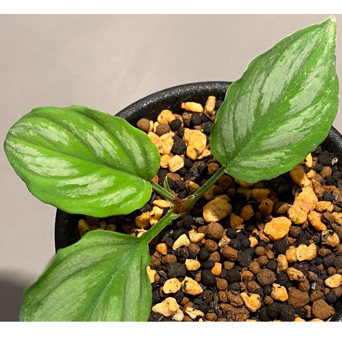 Homalomena sp. from Riau sumatera [LA1119-02]