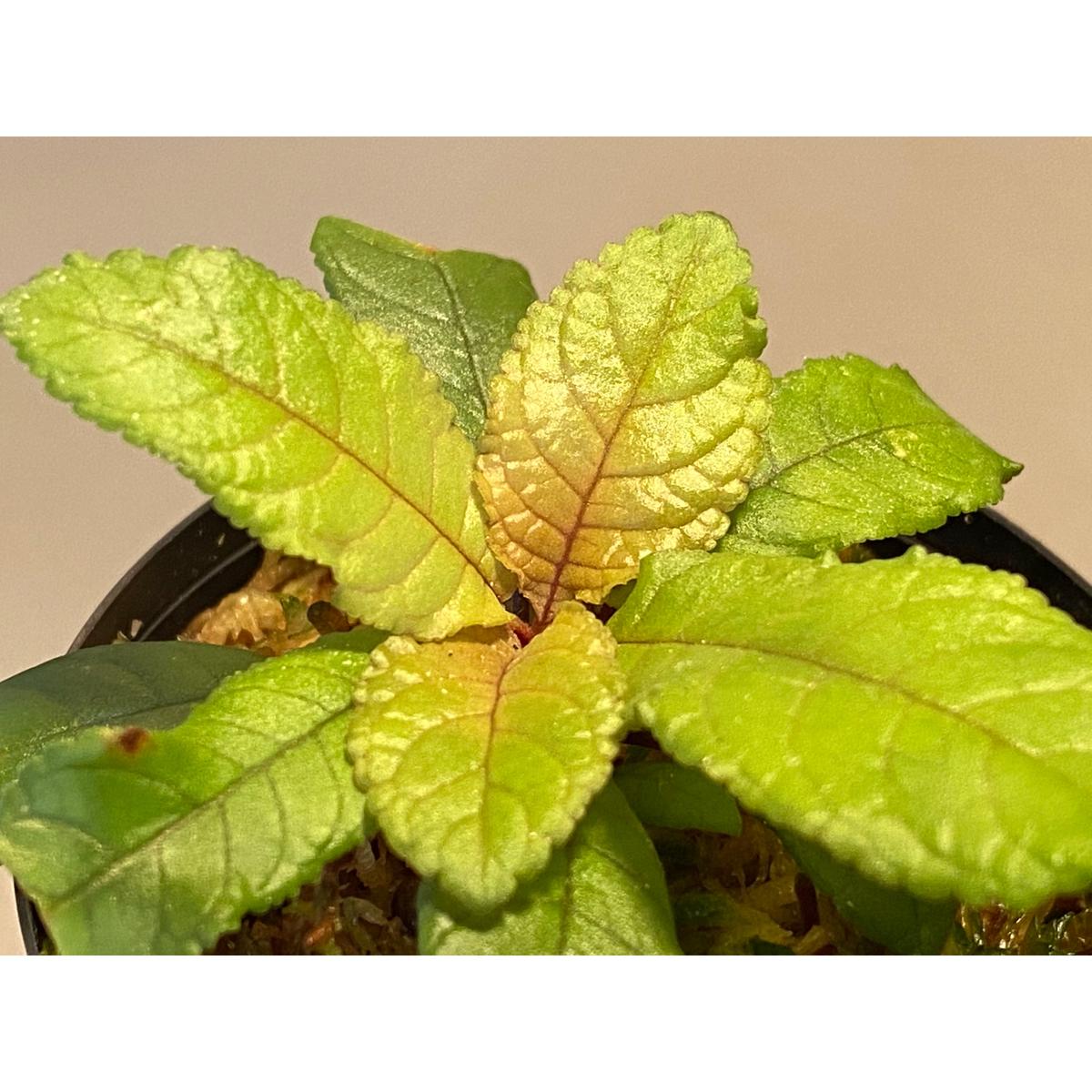 Codonoboea sp. from Pulau Linga [KN] | M・R・G・R