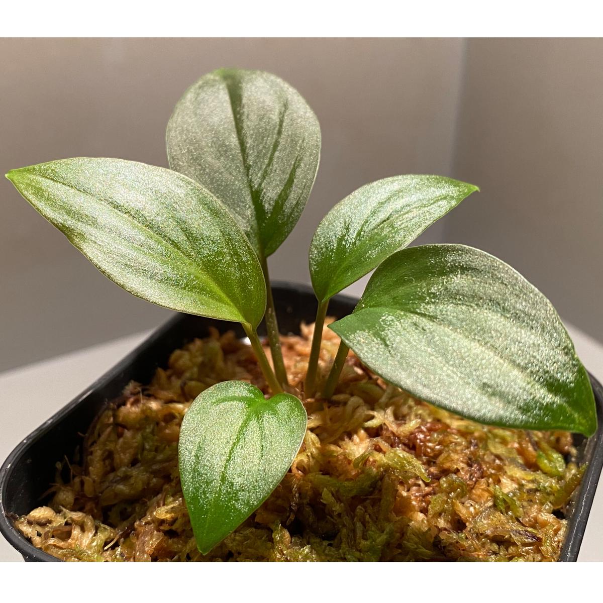 Homalomena sp. from West Kalimantan | M・R・G・R