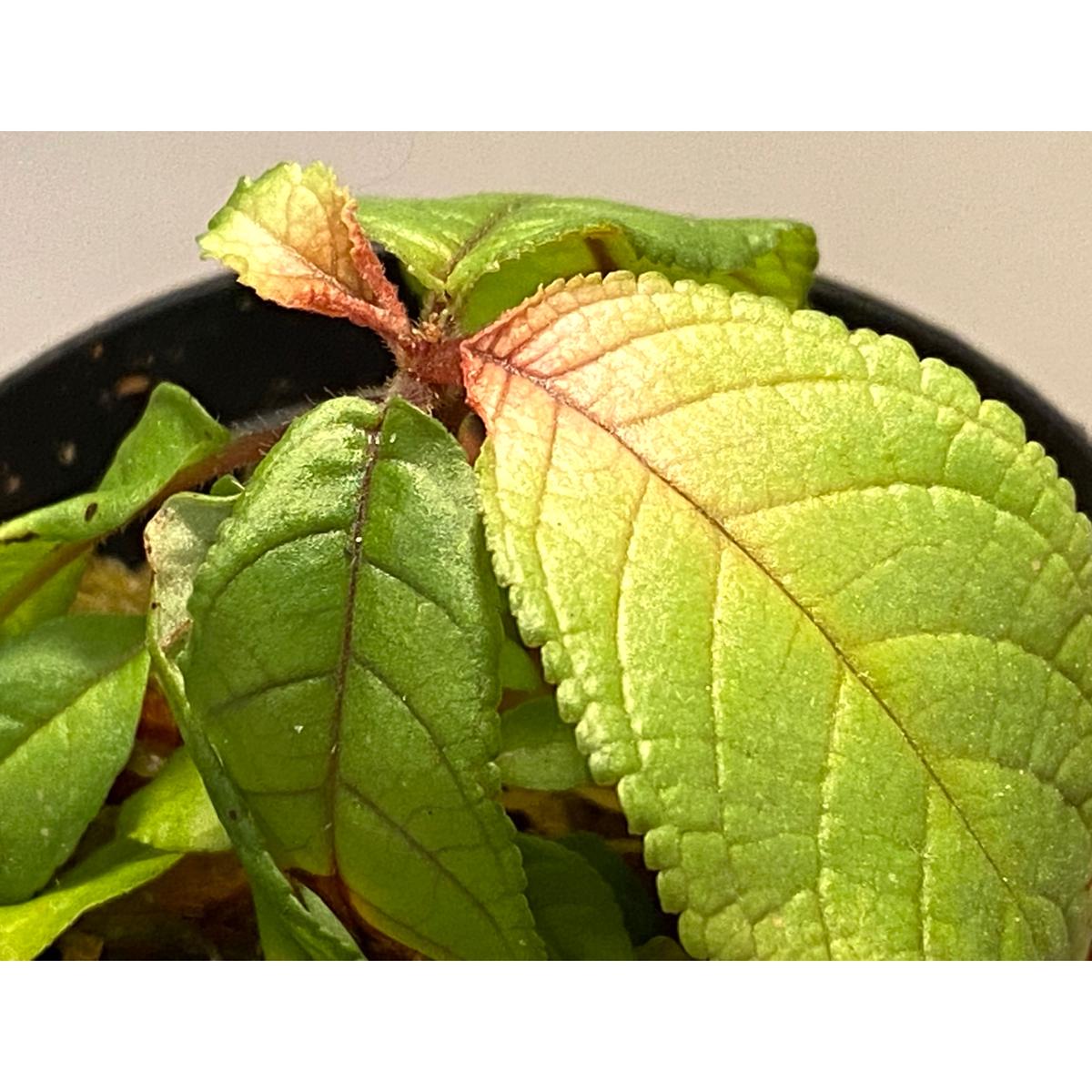 Codonoboea sp. from Pulau Linga [KN] | M・R・G・R