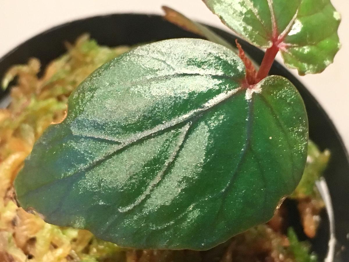 Begonia sp. from Temuyuk Kalimantan barat | M・R...