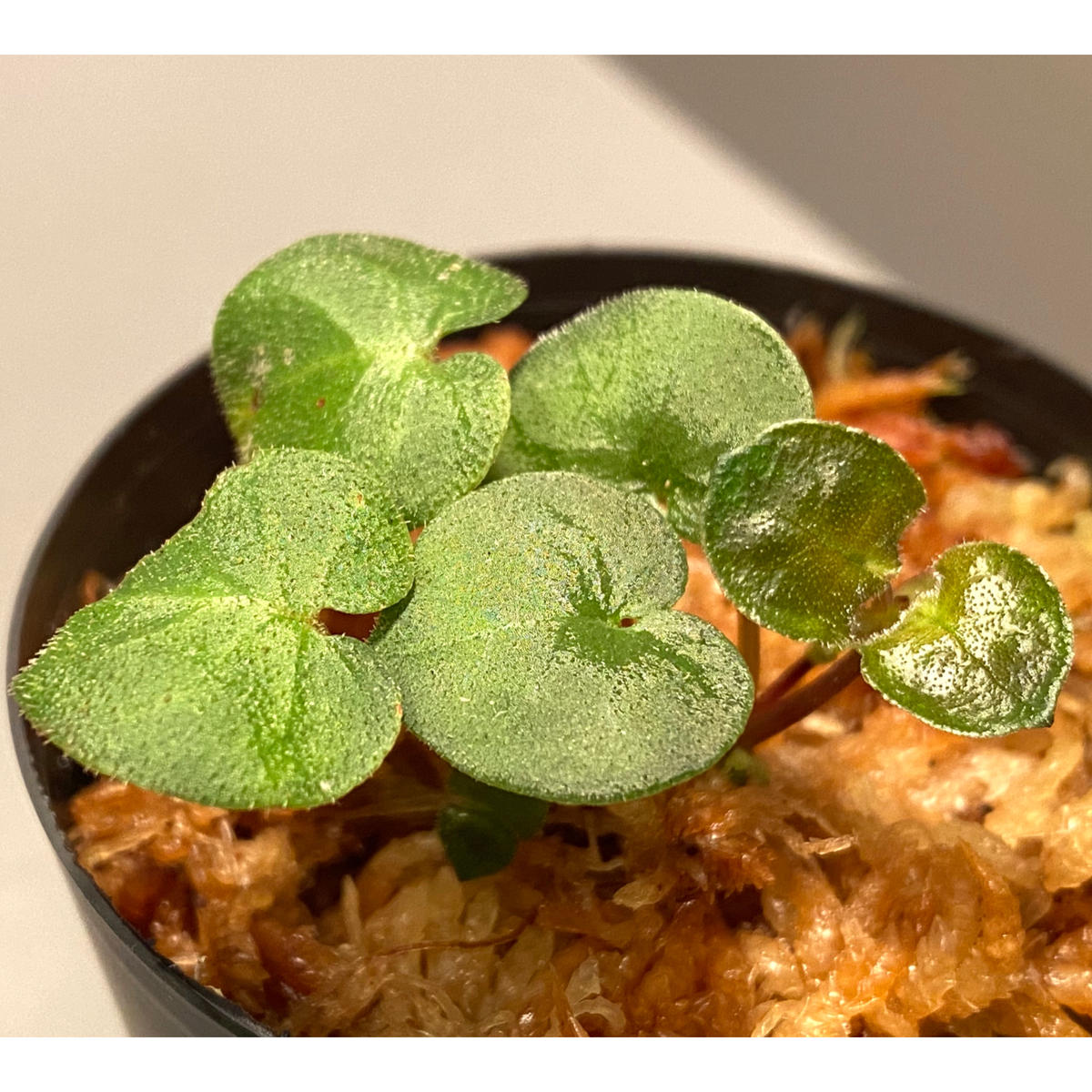 Geophila repens from Iquitos Peru [tanakay] | M...