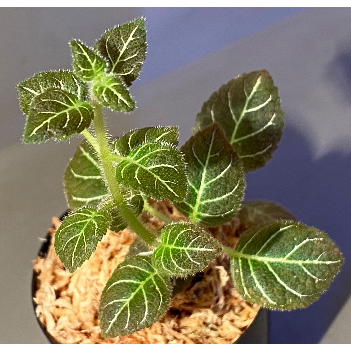 Pearcea hypocyrtiflora from Rio Napo Ecuador [t...