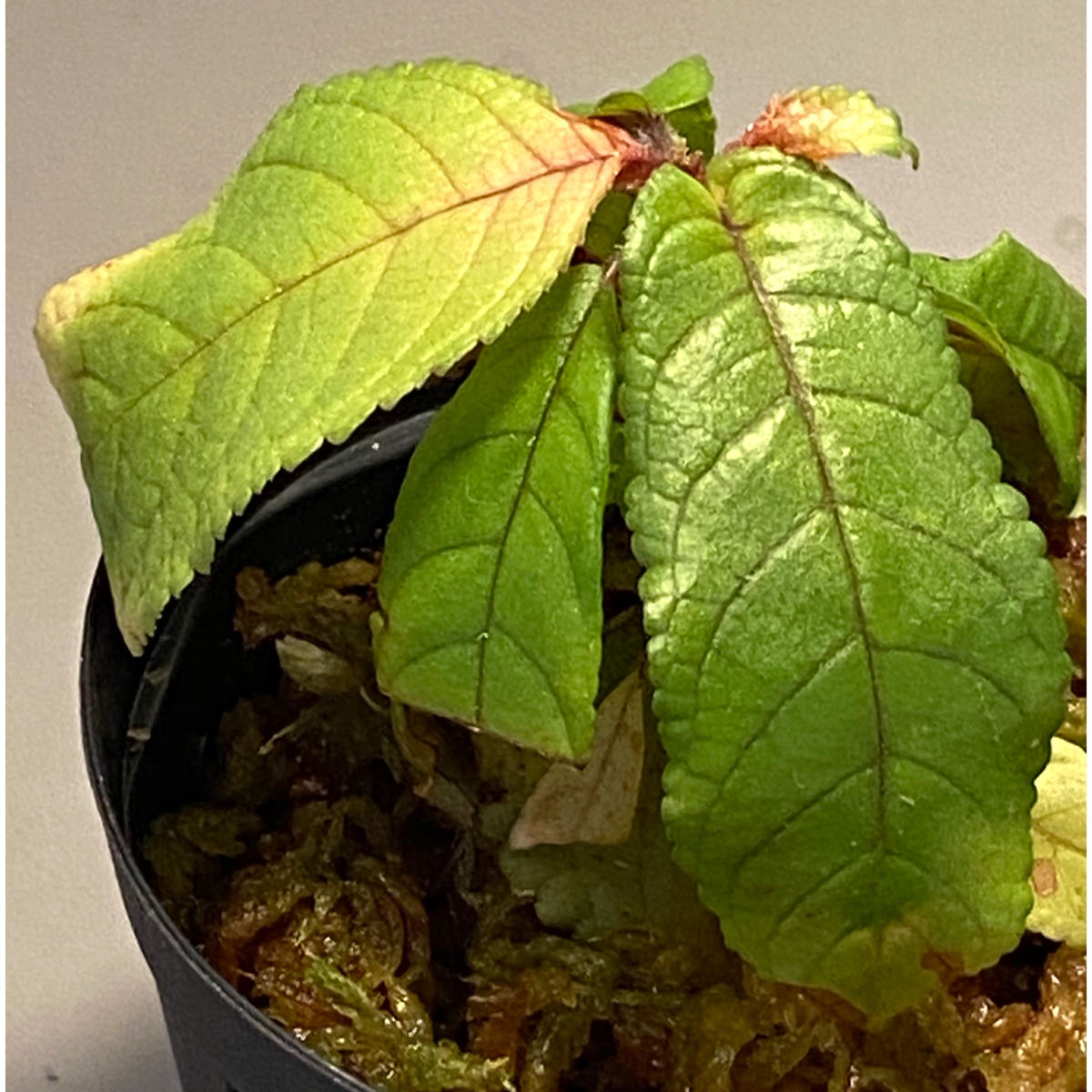 Codonoboea sp. from Pulau Linga [KN] | M・R・G・R