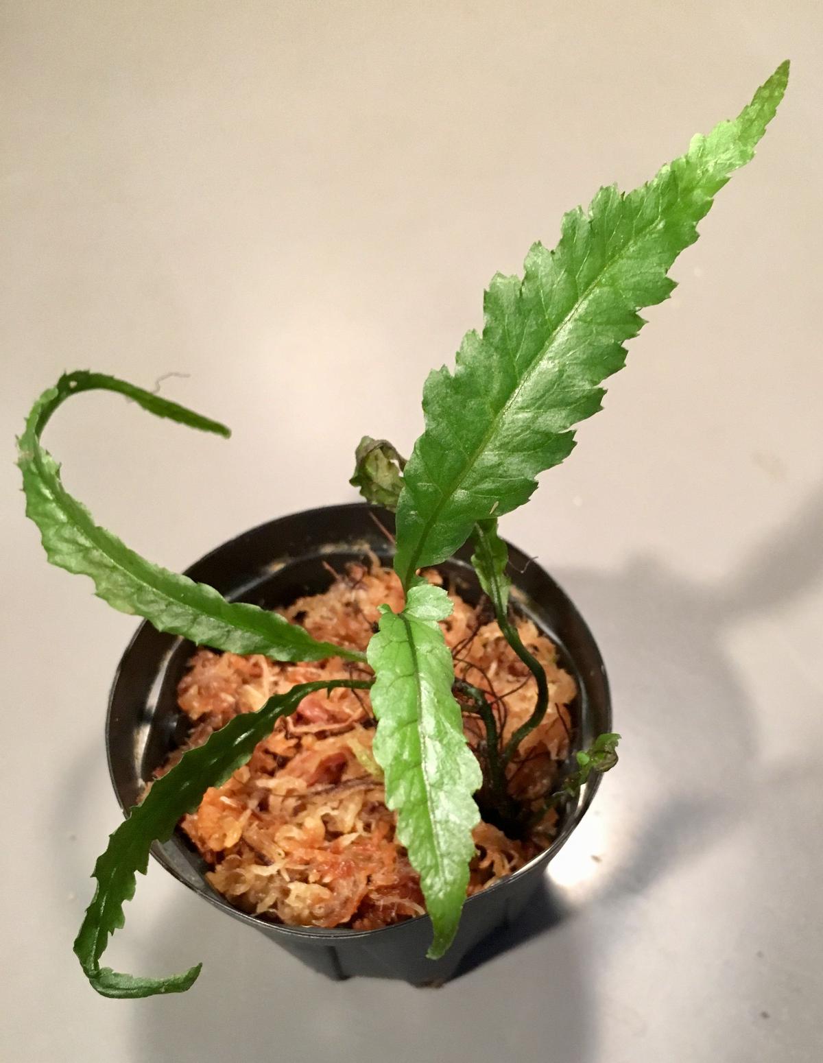 Microsorum sp. Short Dragon Tail | M・R・G・R