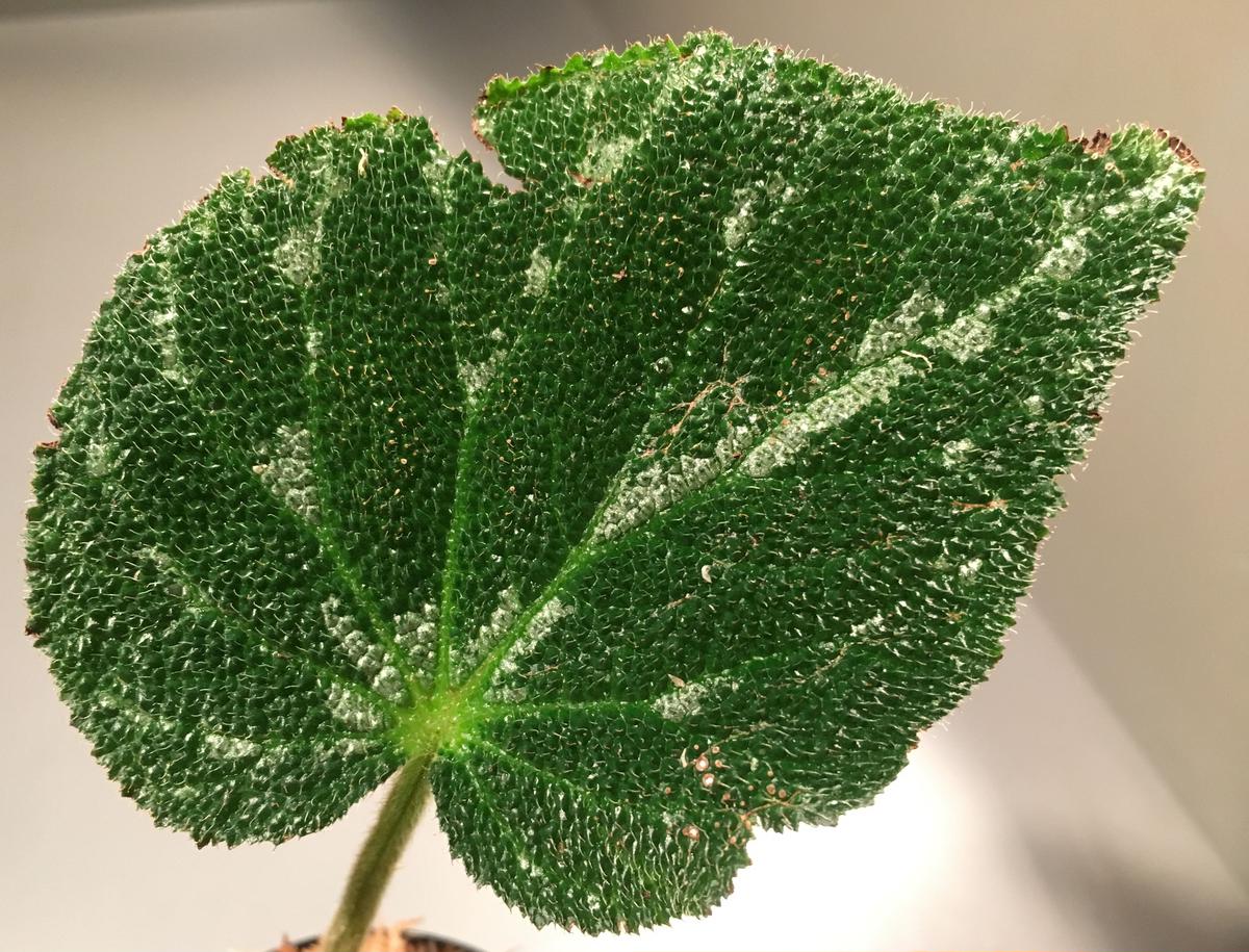 Begonia pustulata sp. from Mexico | M・R・G・R