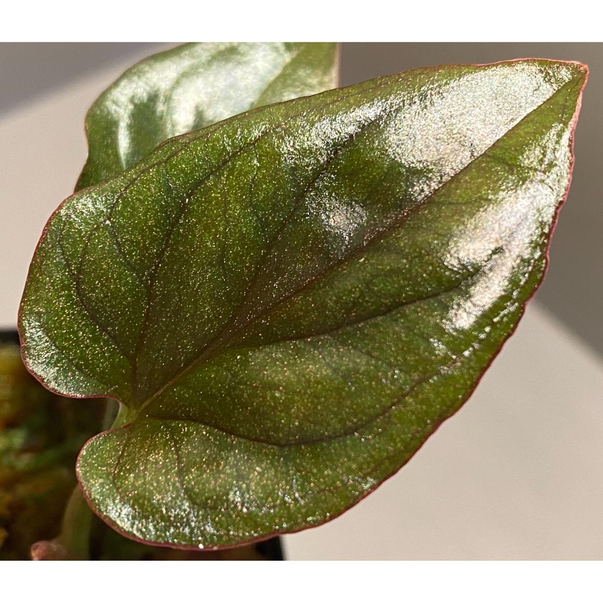 Syngonium sp. from Choco Colombia [tamakay] | M...