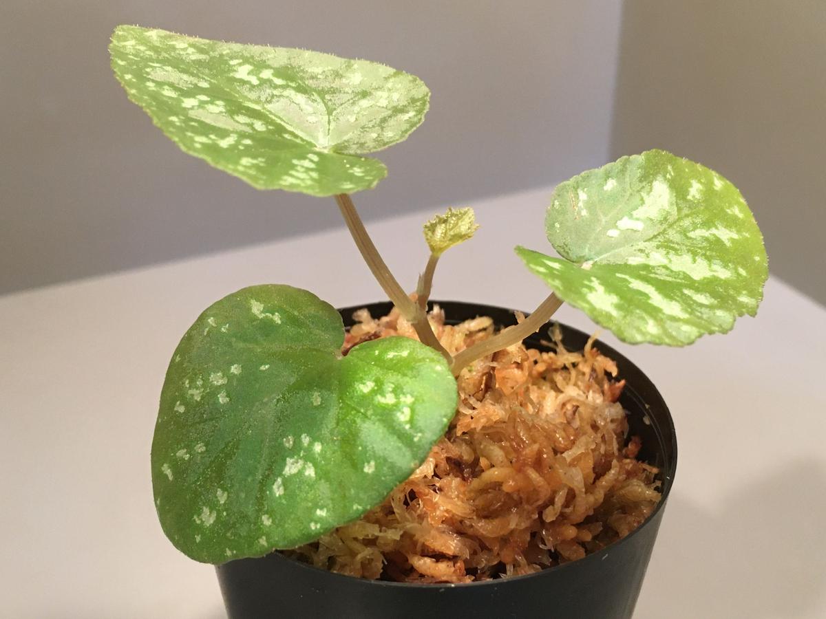Begonia variabilis from Dabong [TK150717] | M・R...