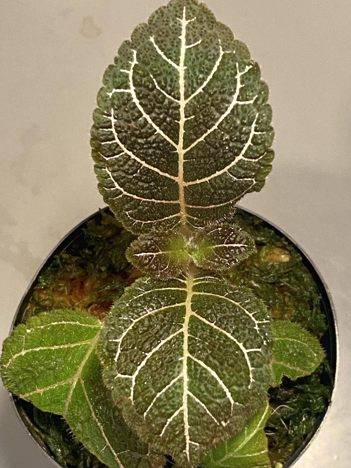 Pearcea hypocyrtiflora from South America | M・R...